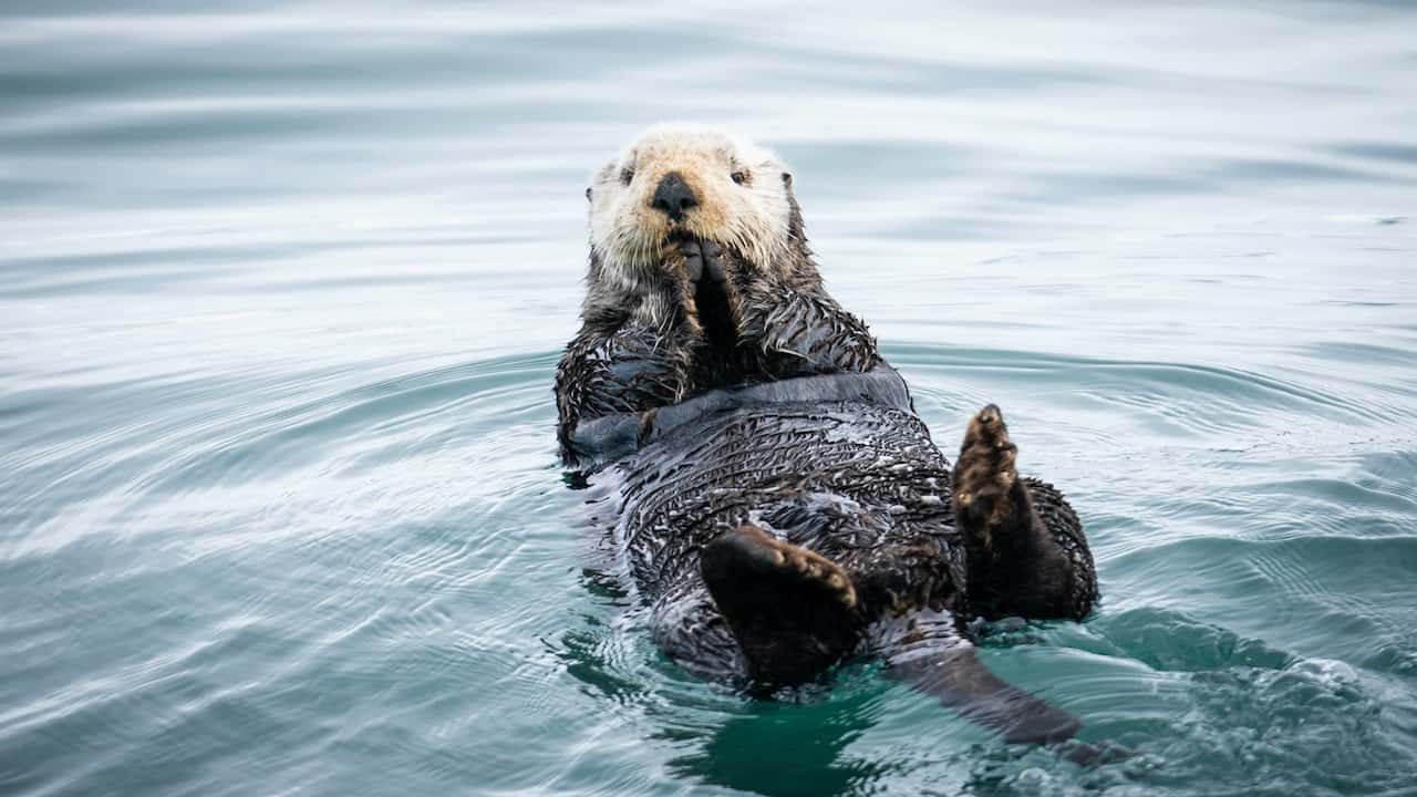 4 Animals Personality Test - Focus on the Family