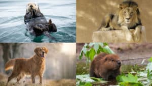 4 Animals Personality Test - Focus on the Family