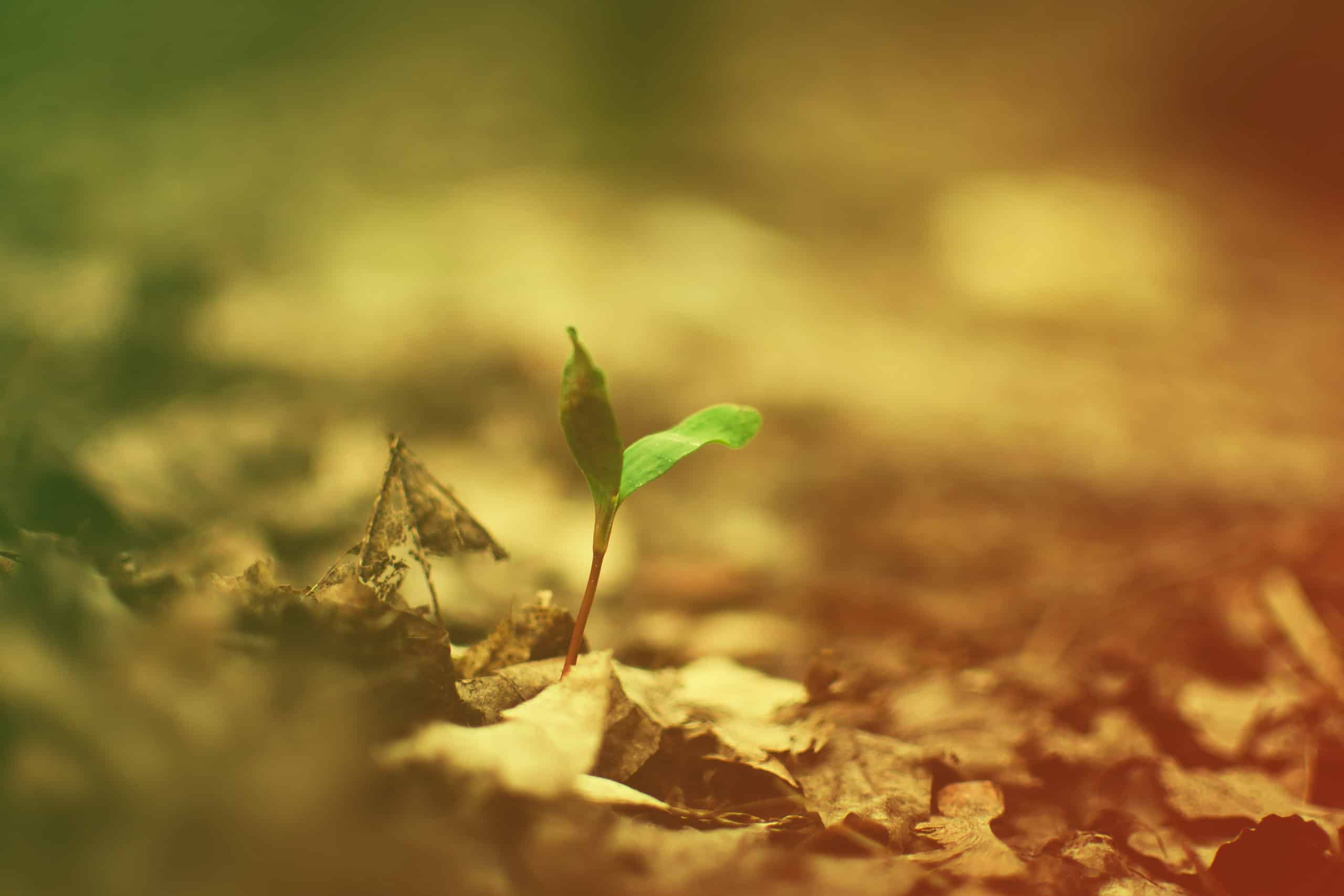 What is Discipleship and How Do We Do It? - Focus on the Family